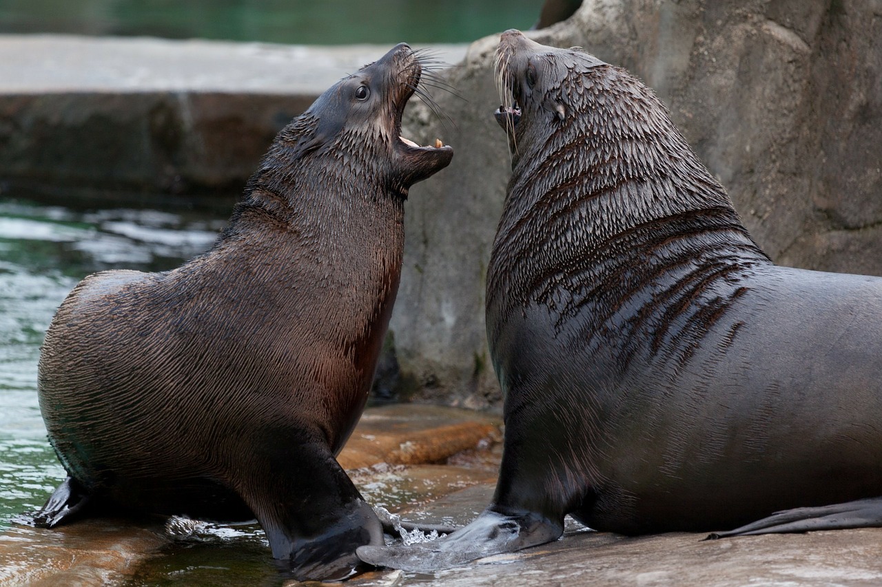angry-165018_1280 fighting seals CC0 Public domain – SaveYour.Town
